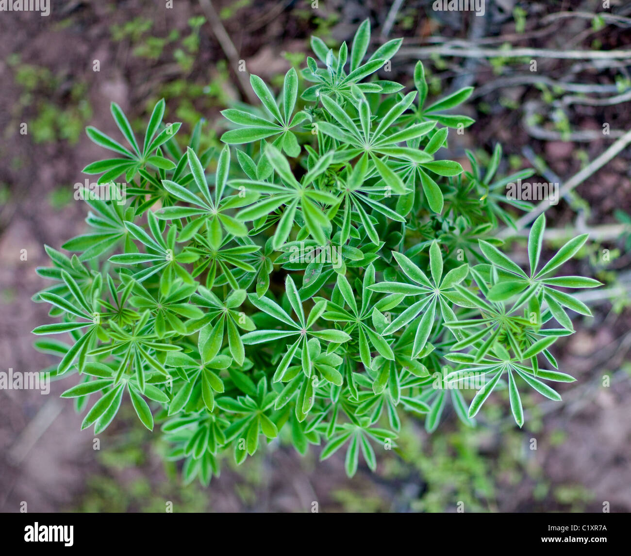 New growth of blue lupine leaves in the Wasatch Range, Utah Stock Photo ...