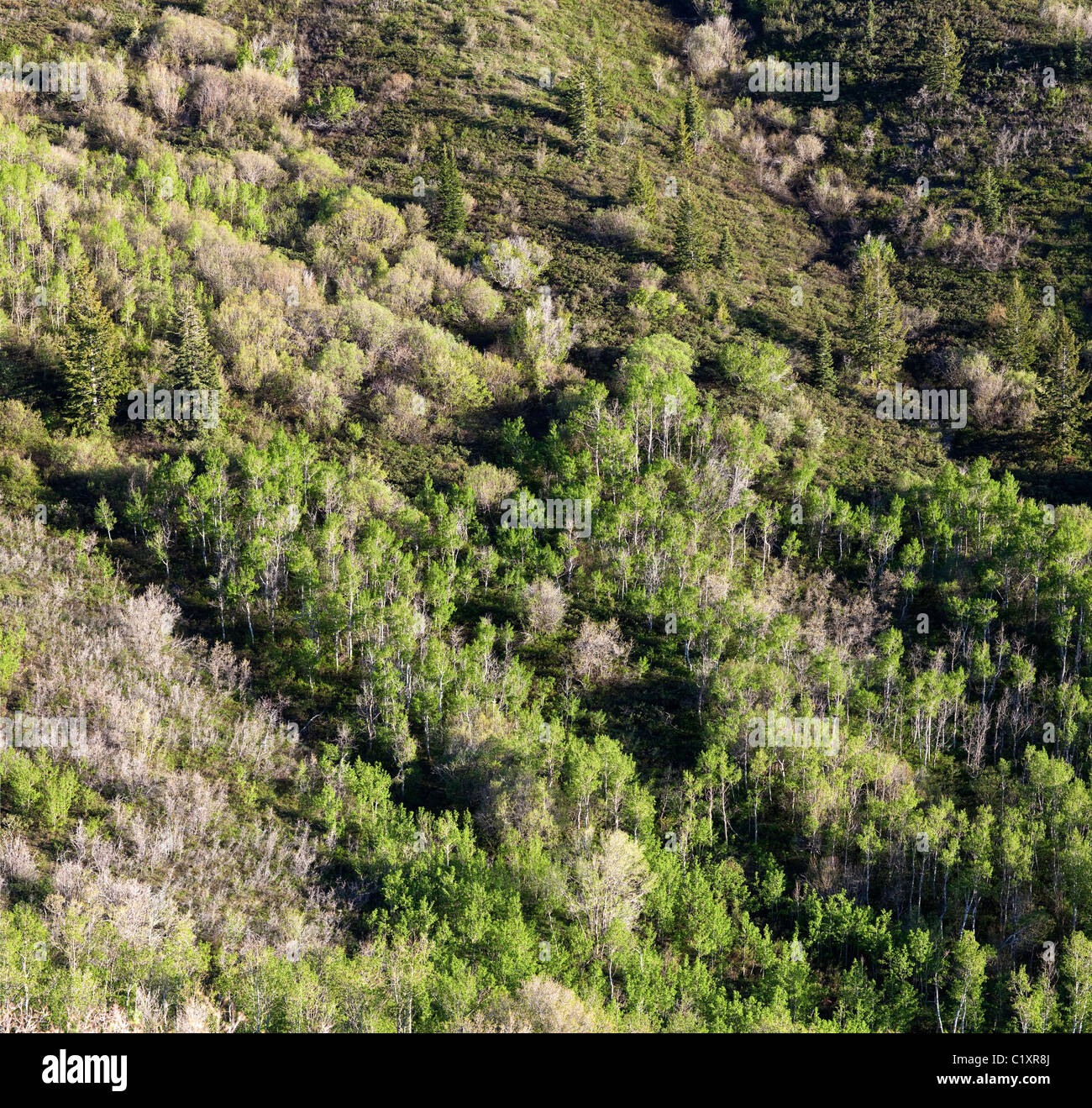A north facing slope in Red Butte Canyon in the Wasatch Range, showing ...