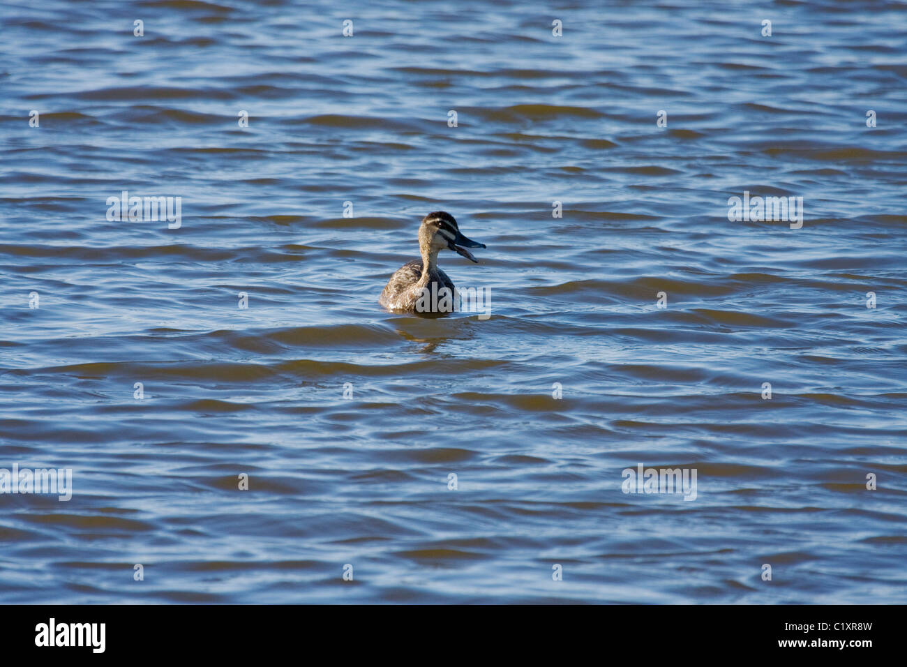 Super ducks hi-res stock photography and images - Alamy