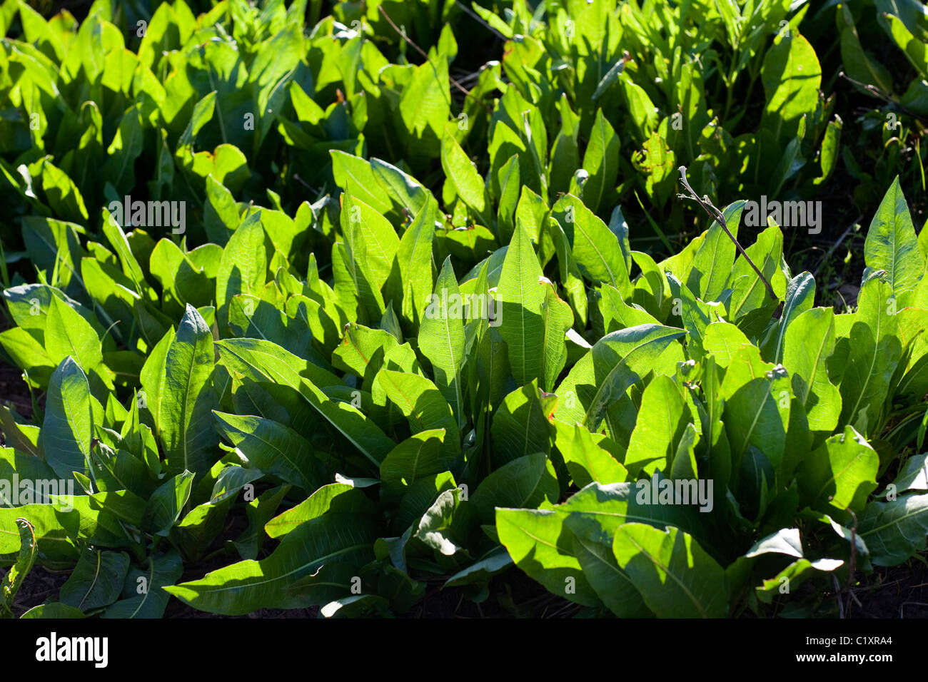 Before the leaves turn brown hi-res stock photography and images - Alamy