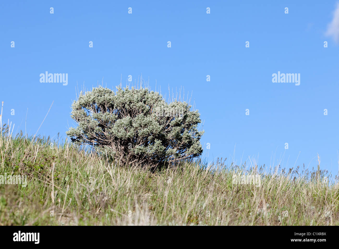 Artemisia tridentata hi-res stock photography and images - Alamy