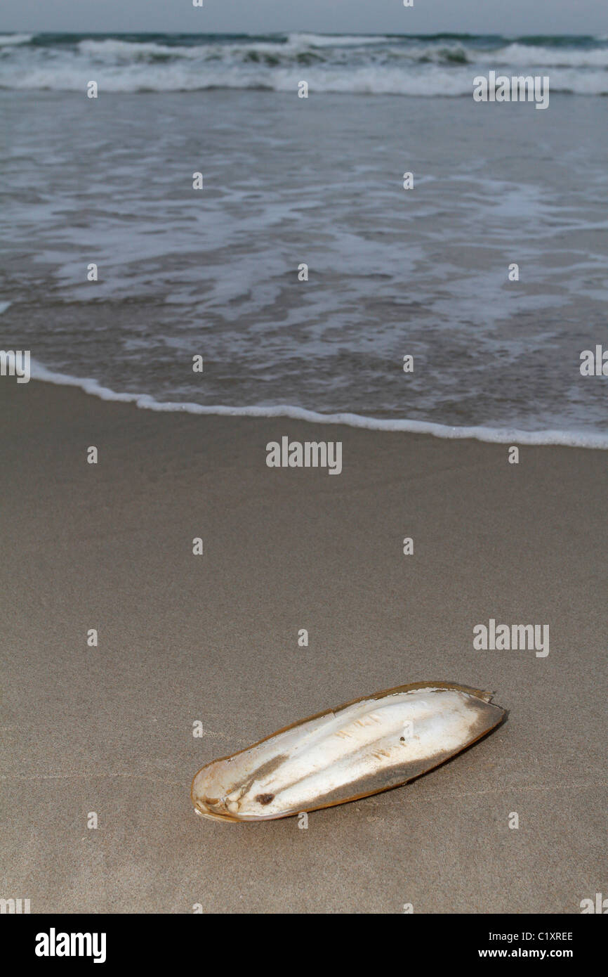 Cuttlebone or cuttlefish bone Stock Photo - Alamy