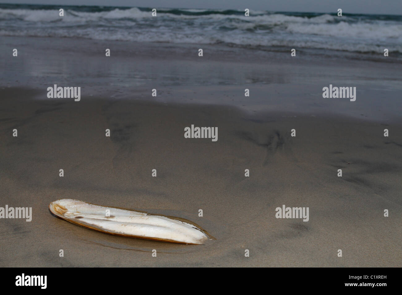 Cuttlebone or cuttlefish bone Stock Photo - Alamy