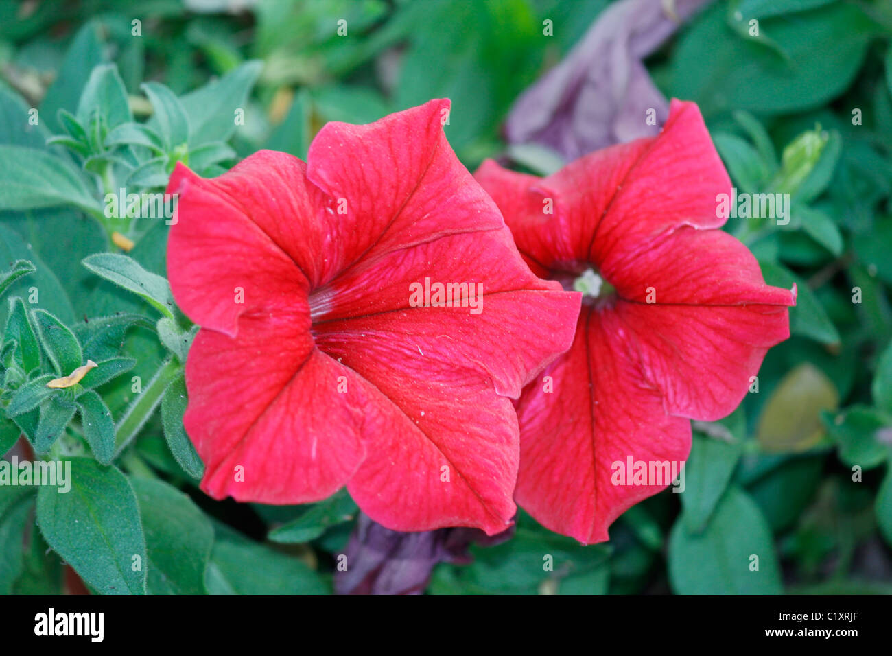 Petunia, Petunia hybrida, Solanaceae, potato family Stock Photo - Alamy