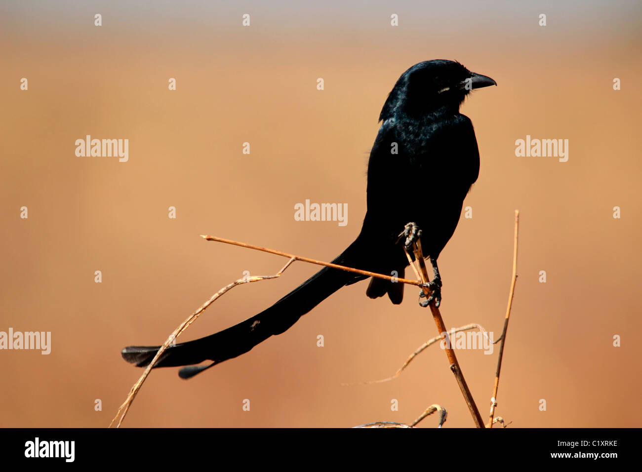 Black Drongo bird Stock Photo - Alamy