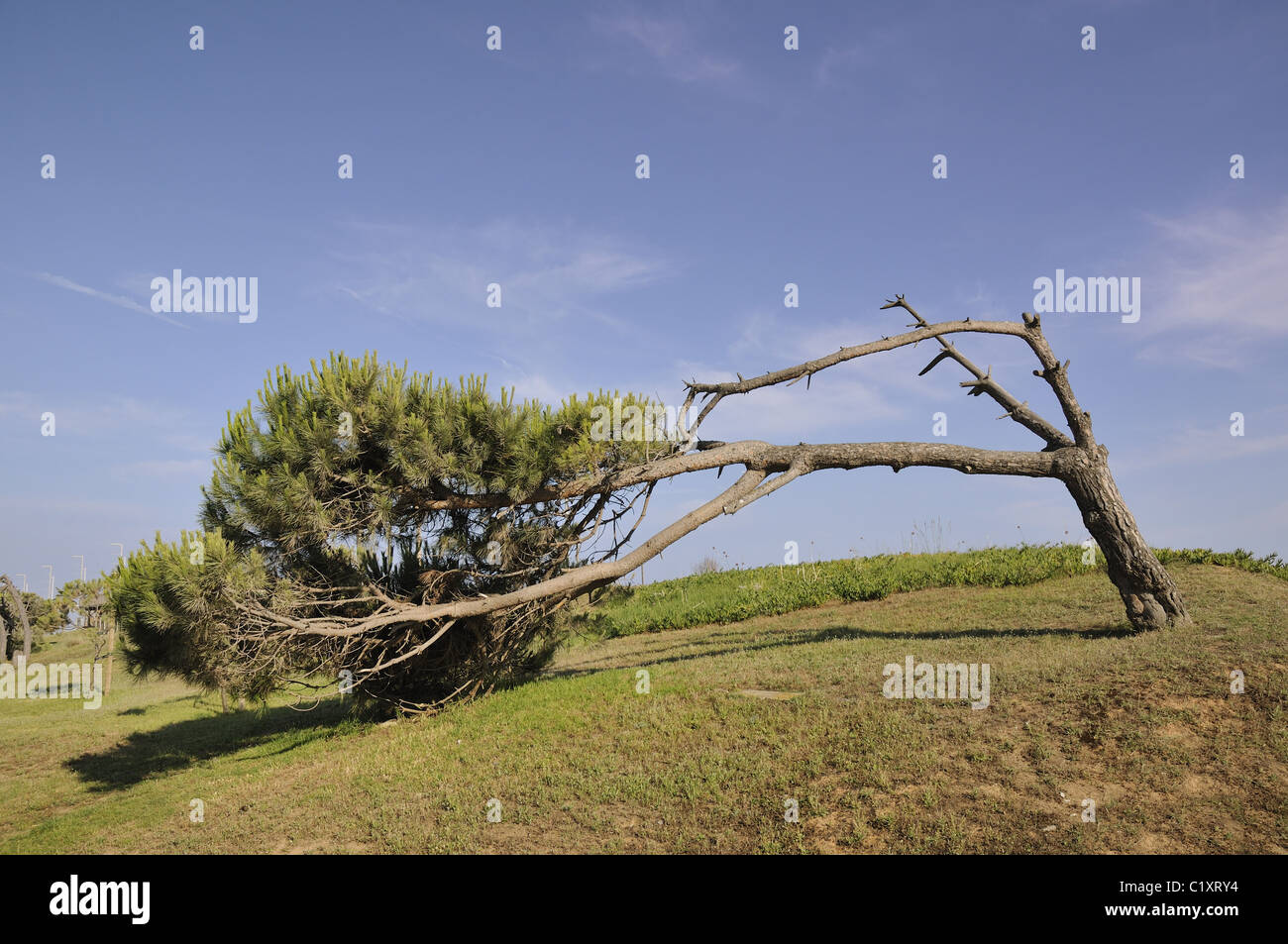 curved pine tree Stock Photo - Alamy