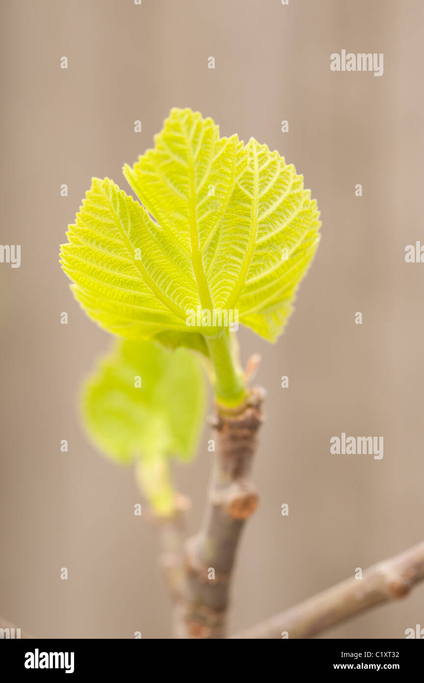 Fig leaves hi-res stock photography and images - Alamy