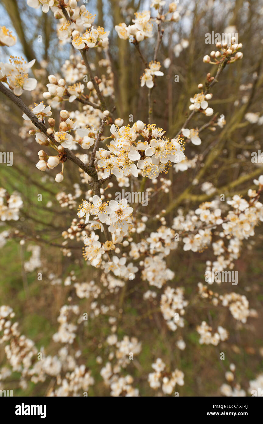 Hawthorn tree blossom, commonly used as a hedge plant alone in field ...
