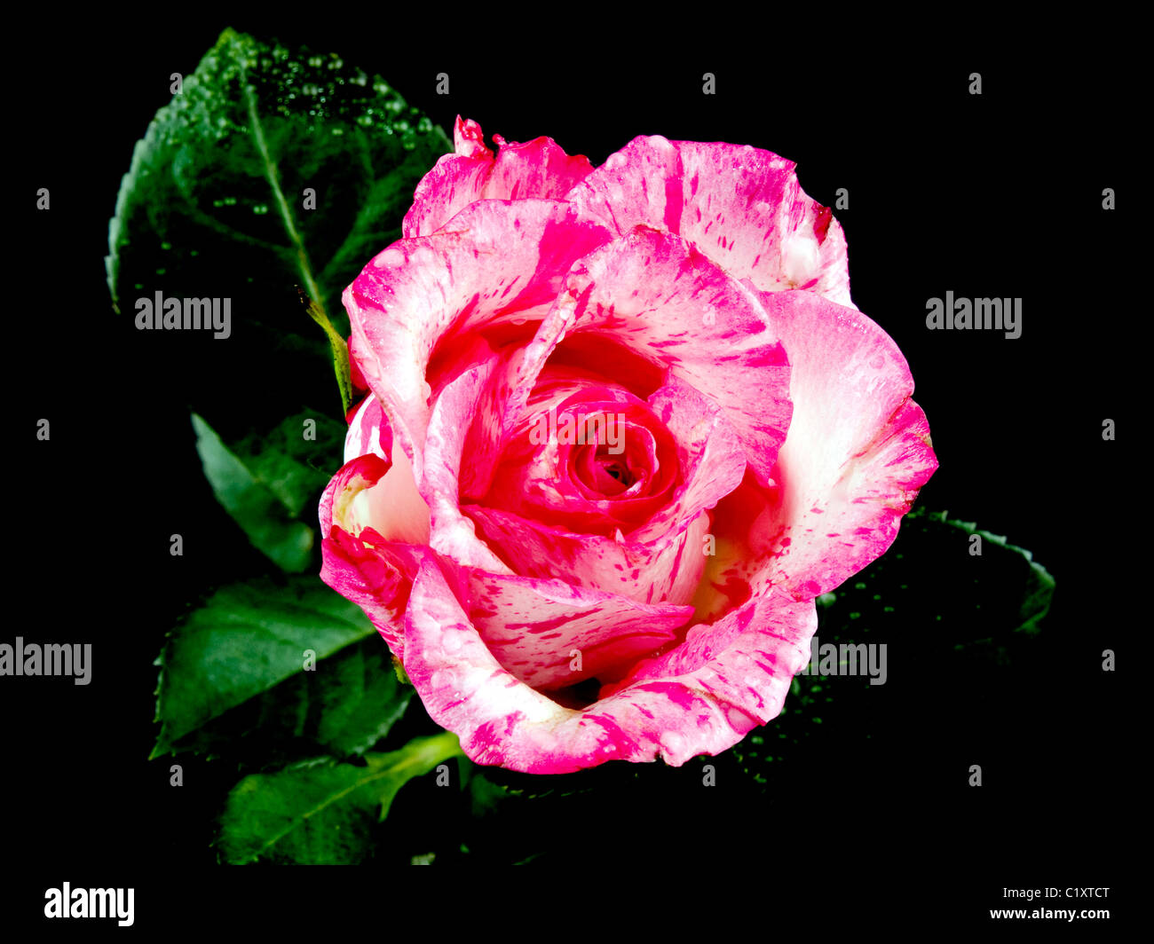 Picture of pink rose on black background Stock Photo - Alamy