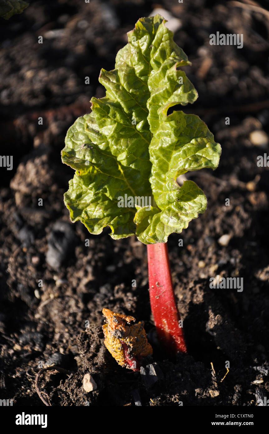 First growth of Rhubarb in spring Stock Photo - Alamy