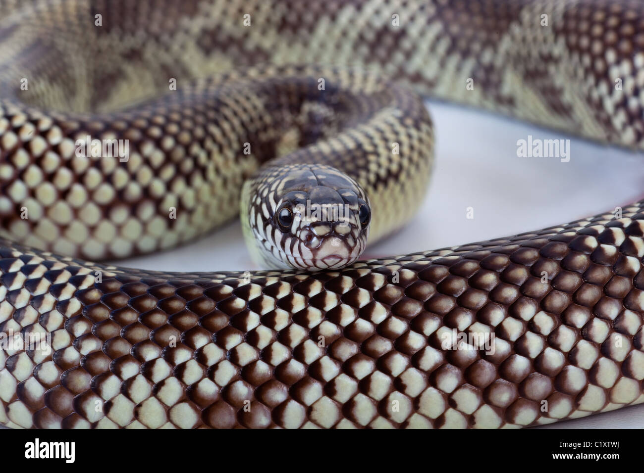North american king snake hi-res stock photography and images - Alamy