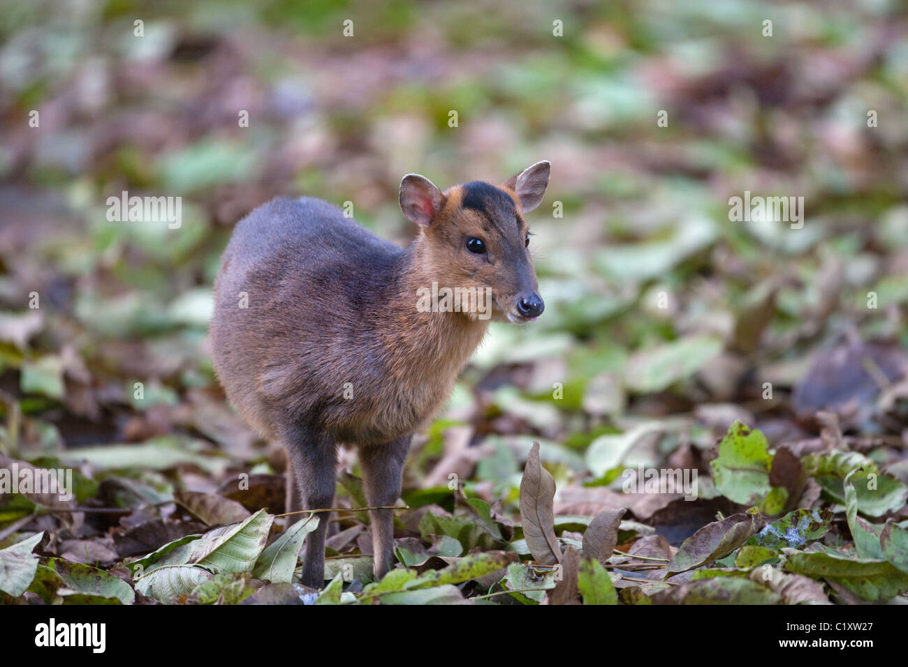 Giant Muntjac