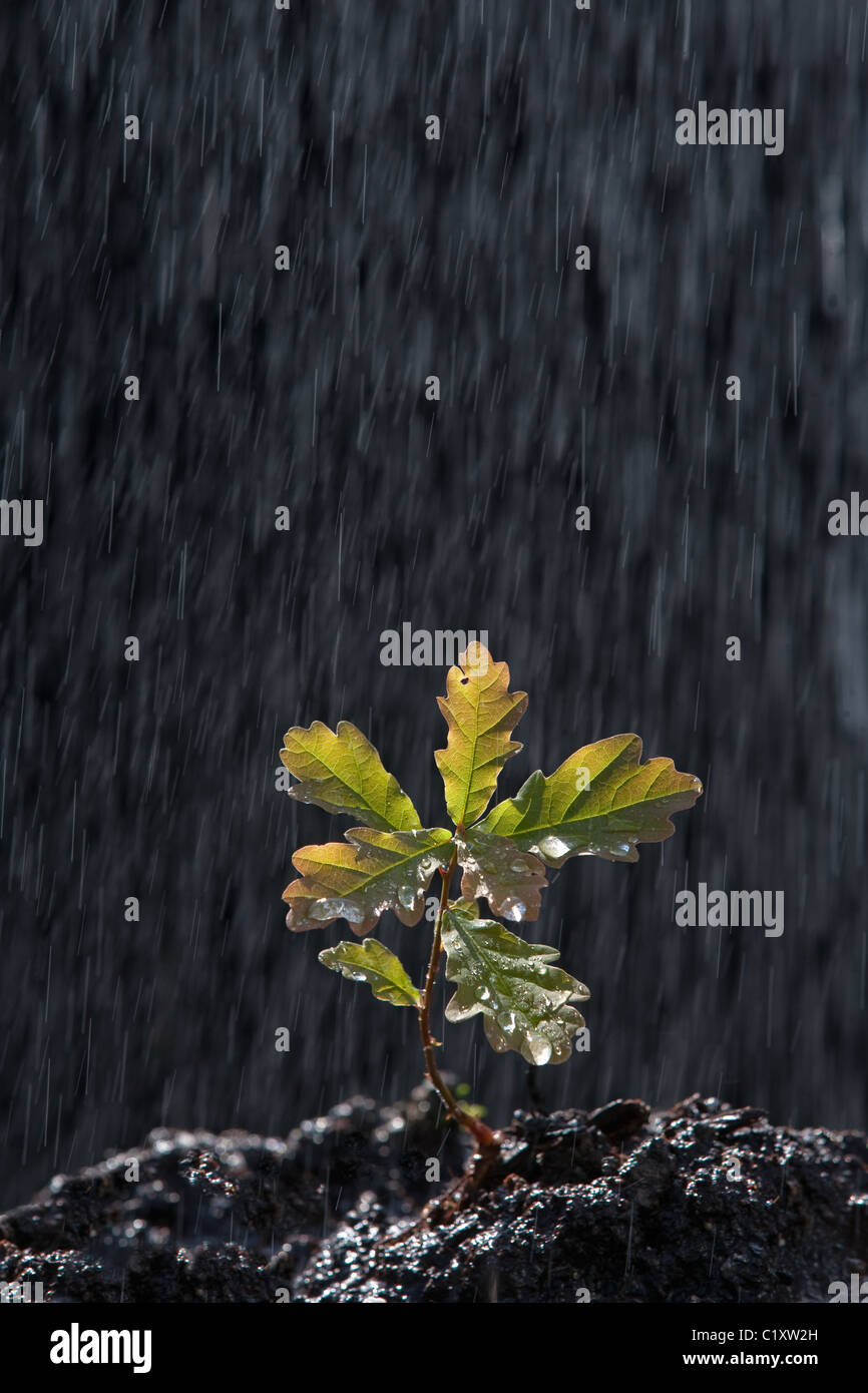Seedling Oak Tree Quercus robur in rain Stock Photo - Alamy