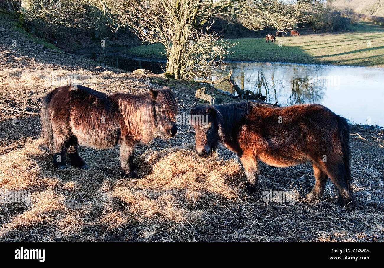 Shetland winter hi-res stock photography and images - Alamy