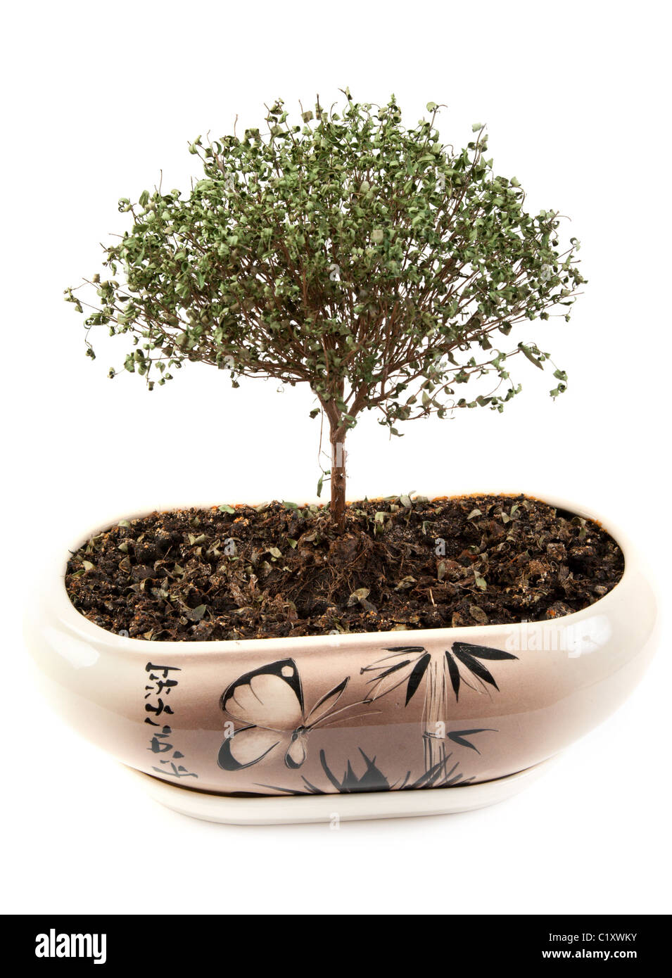 Dry green tree in japanese pot on white background Stock Photo - Alamy
