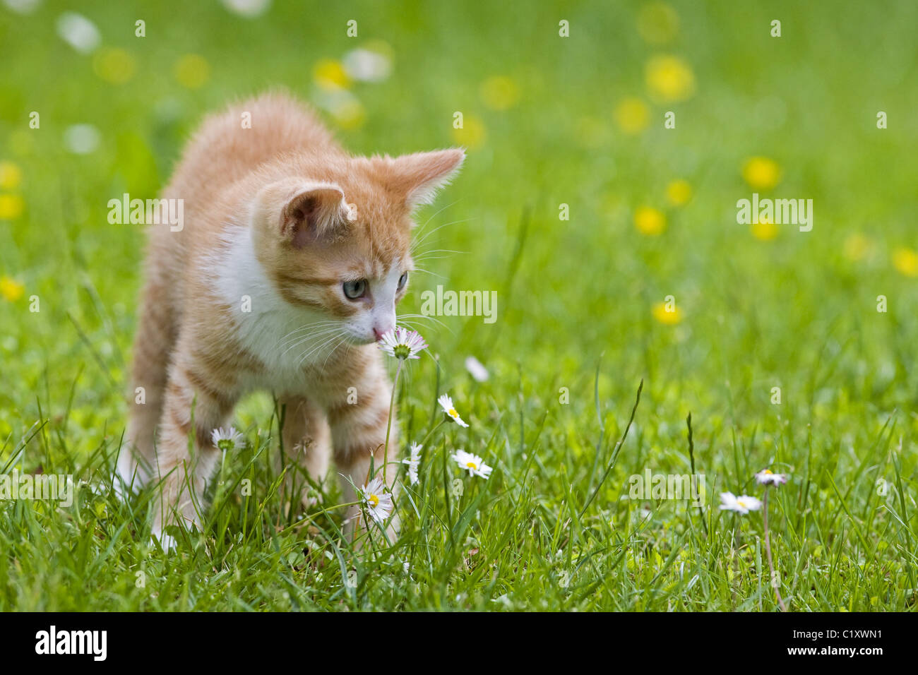 European Shorthair kitten in garden Stock Photo - Alamy