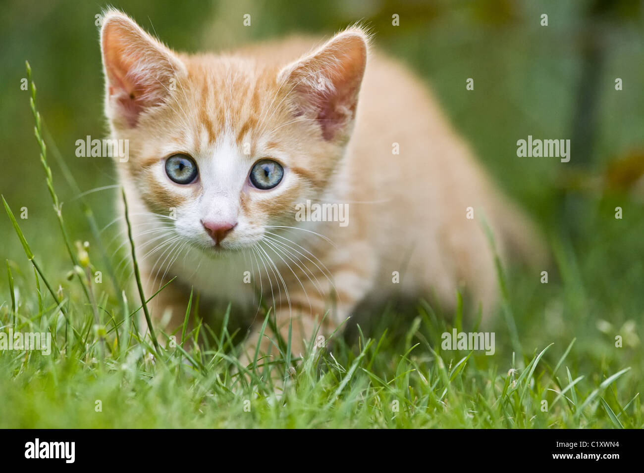 Schleichende katze hi-res stock photography and images - Alamy