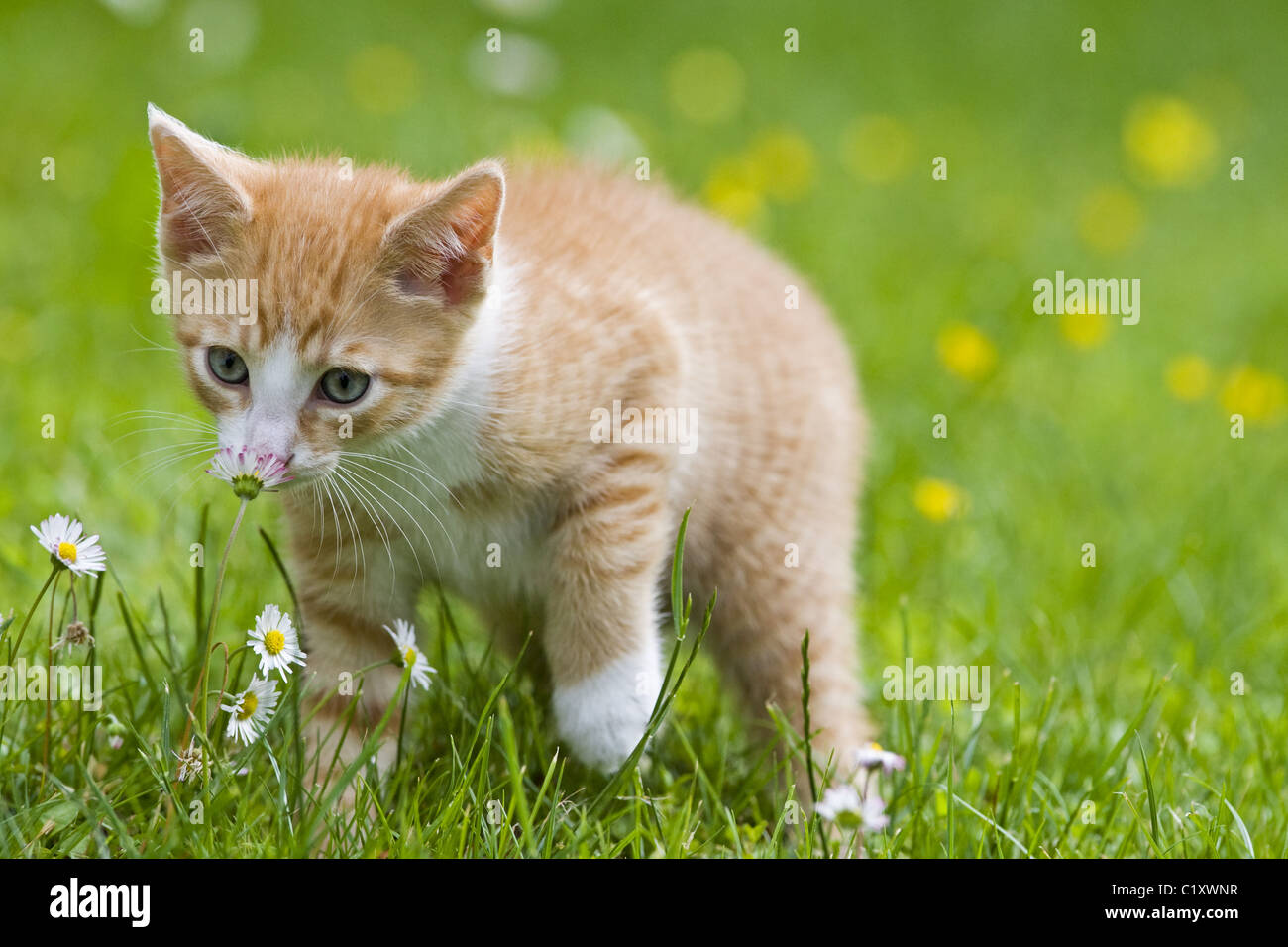 European Shorthair kitten in garden Stock Photo - Alamy