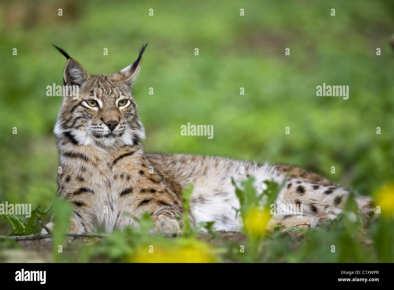 European lynx hi-res stock photography and images - Alamy