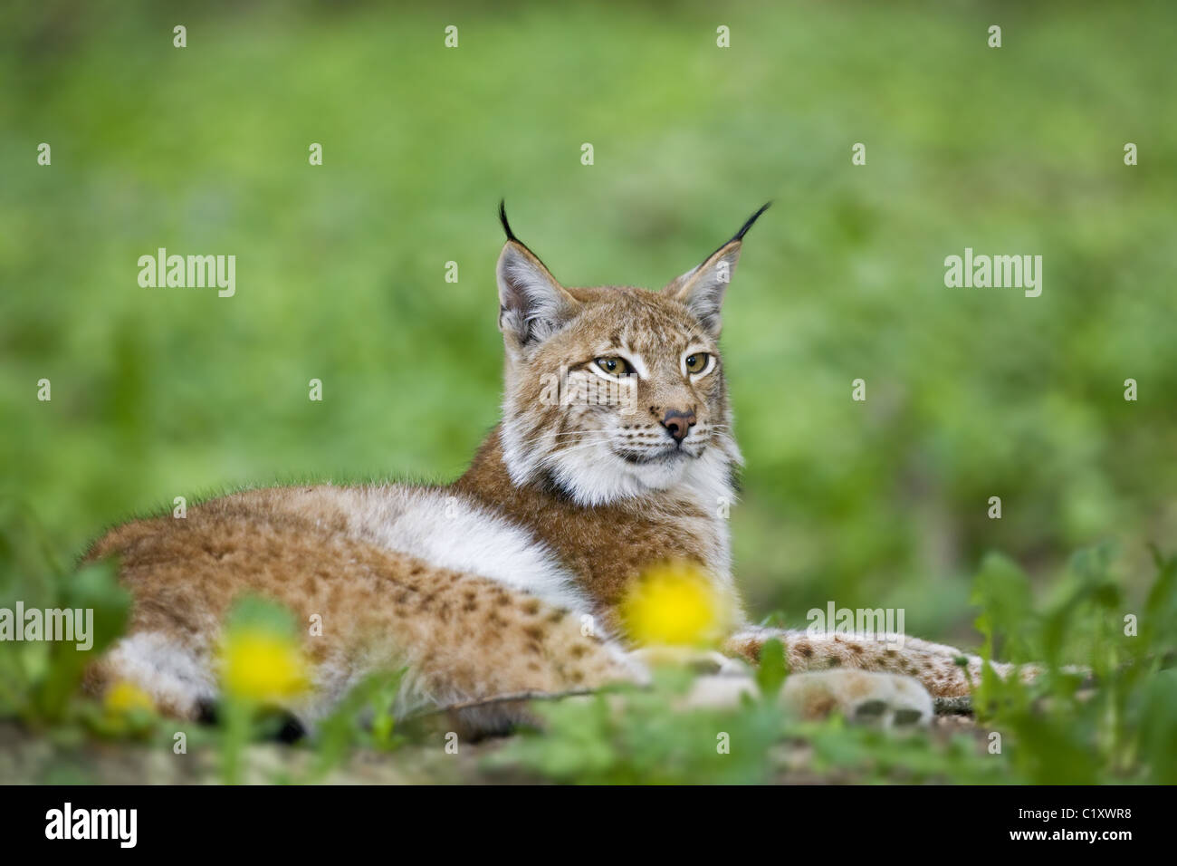 Eurasie hi-res stock photography and images - Alamy