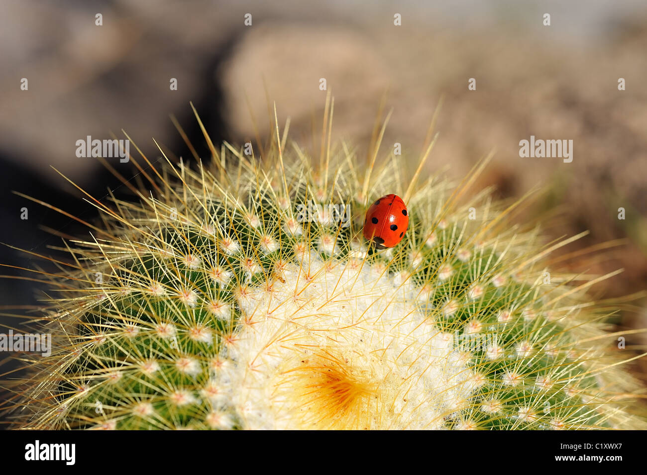 Red Spotted Plant Bug High Resolution Stock Photography and Images - Alamy