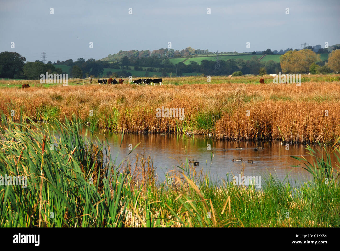 Greylake rspb reserve hi-res stock photography and images - Alamy