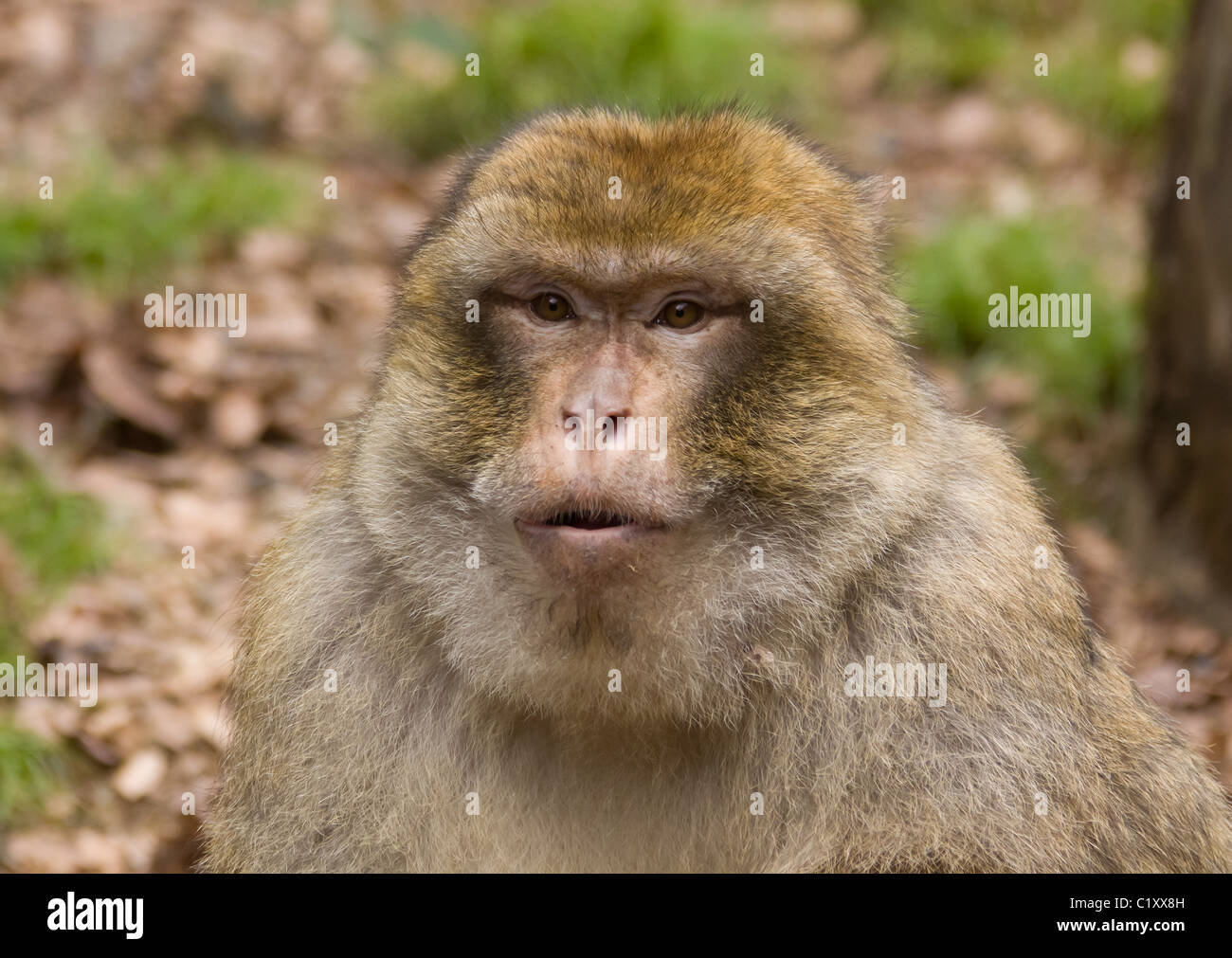 Berber ape hi-res stock photography and images - Alamy