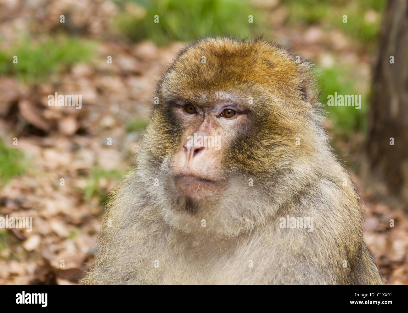Barbary macaque monkies hi-res stock photography and images - Alamy