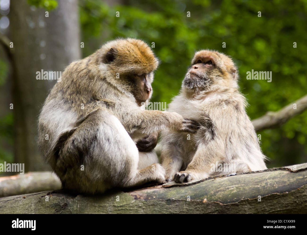 Berber ape hi-res stock photography and images - Alamy