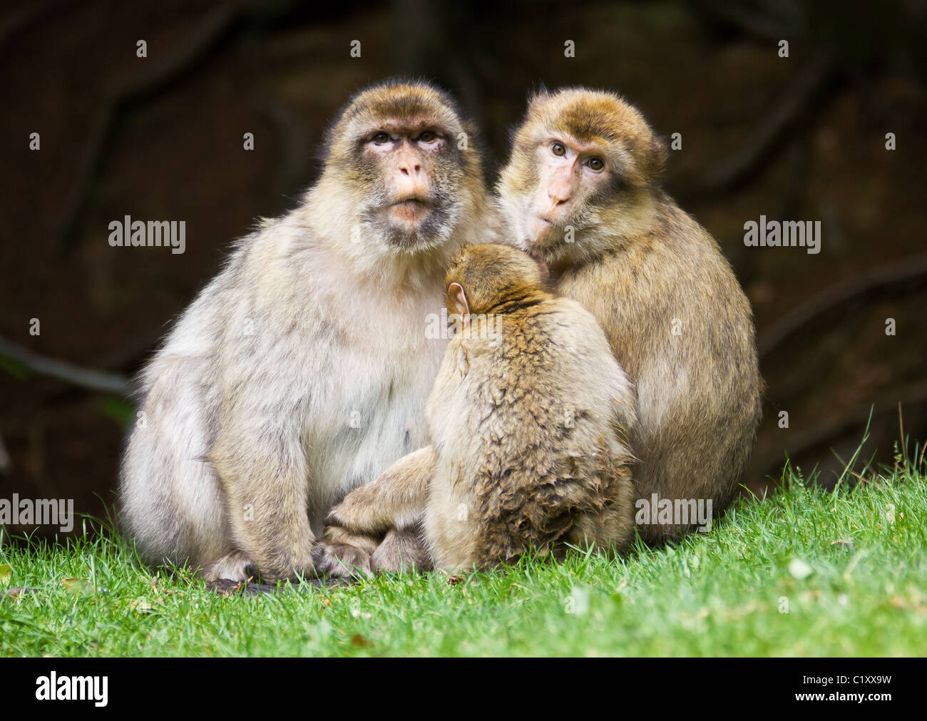 Barbary macaque monkies hi-res stock photography and images - Alamy