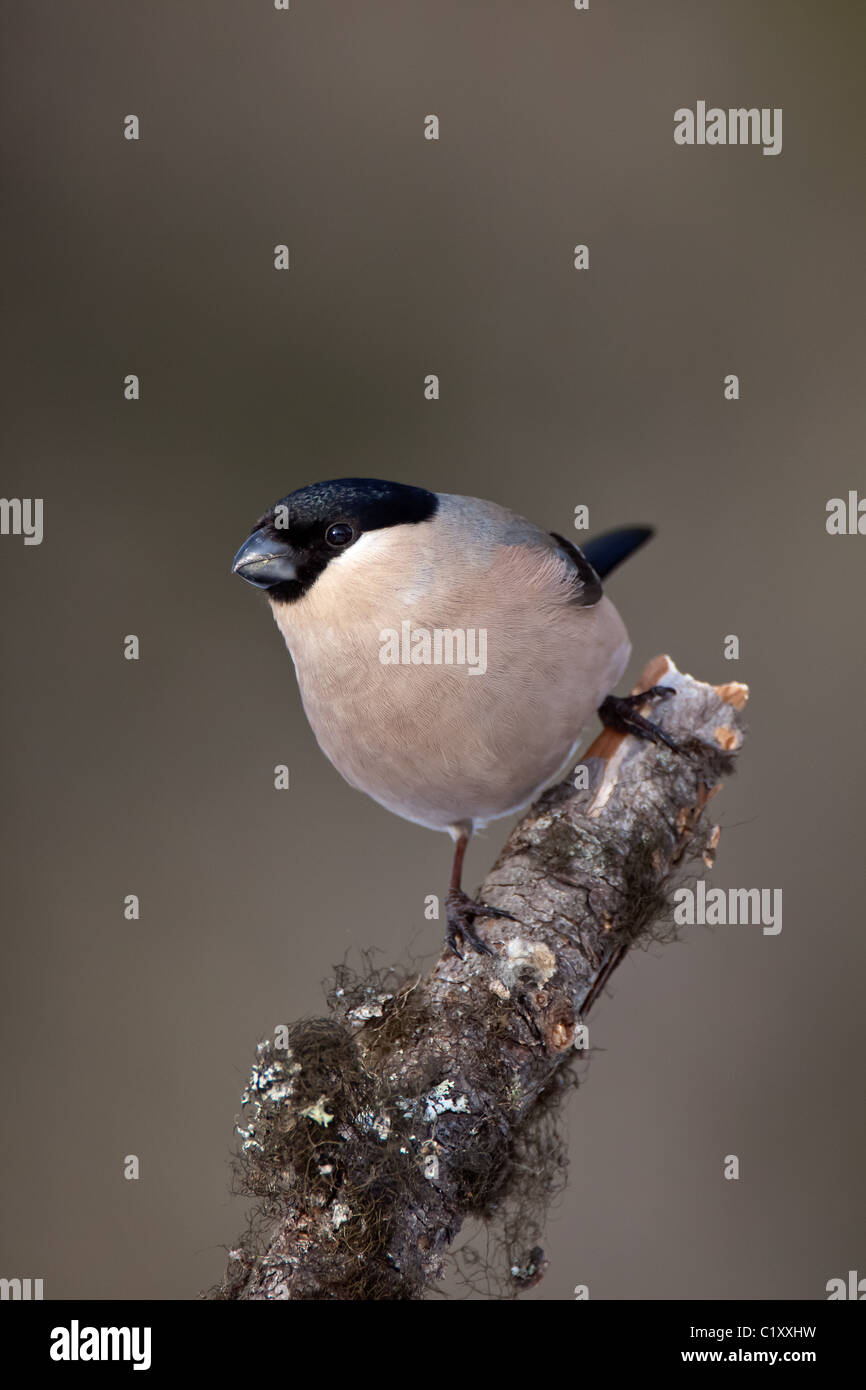 Bullfinch Singing High Resolution Stock Photography and Images - Alamy