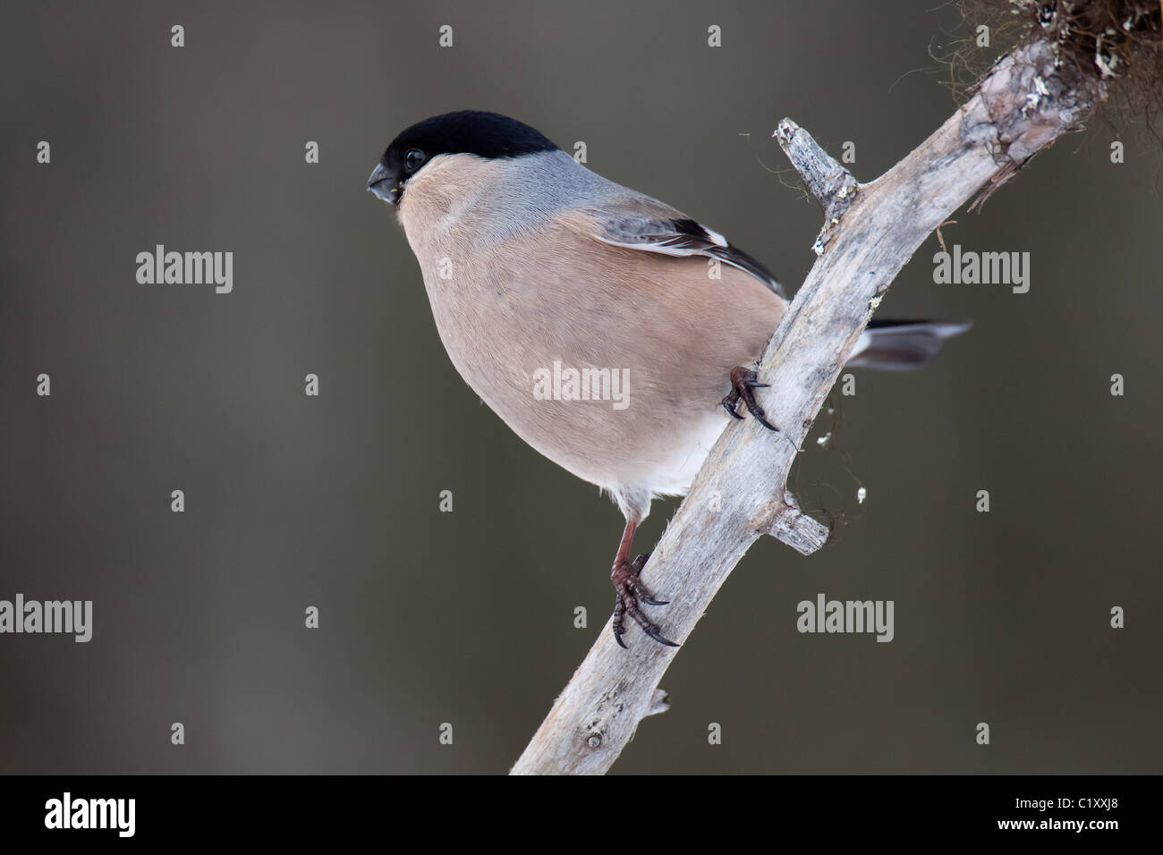 Europaeischen finch hi-res stock photography and images - Alamy