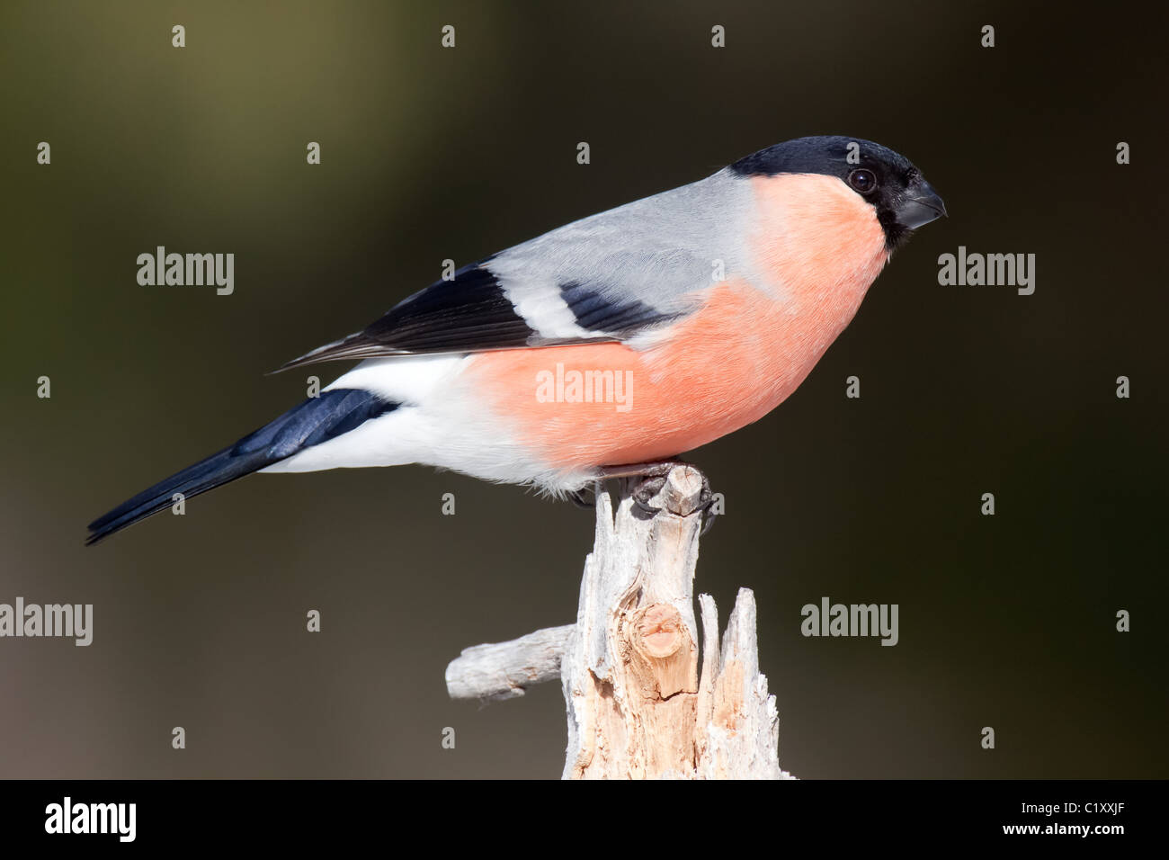 Europaeischen finch hi-res stock photography and images - Alamy