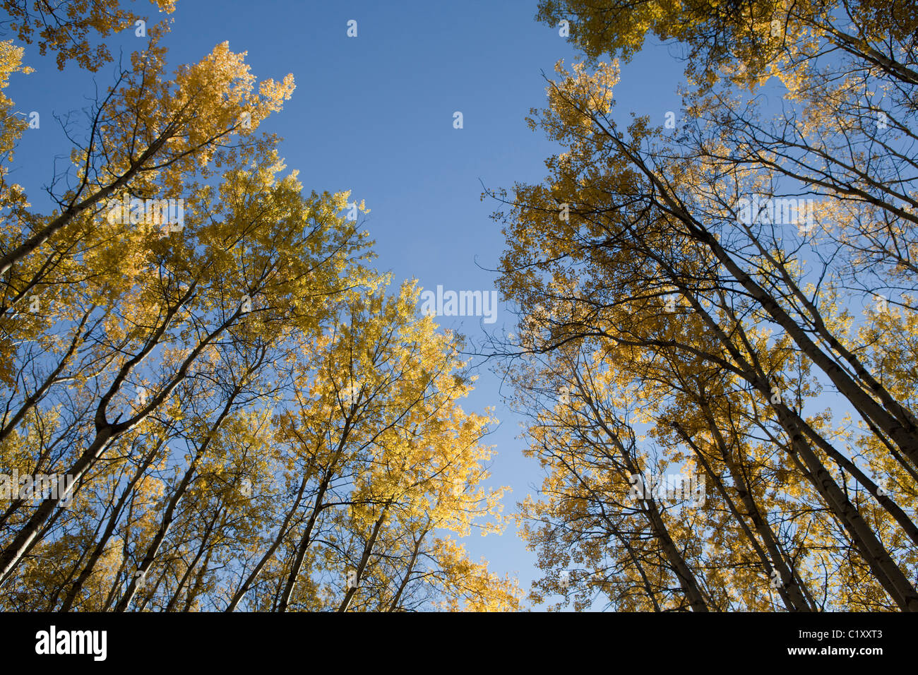 Canada trees blue sky autumn environment habitat ecosystem hi-res stock ...