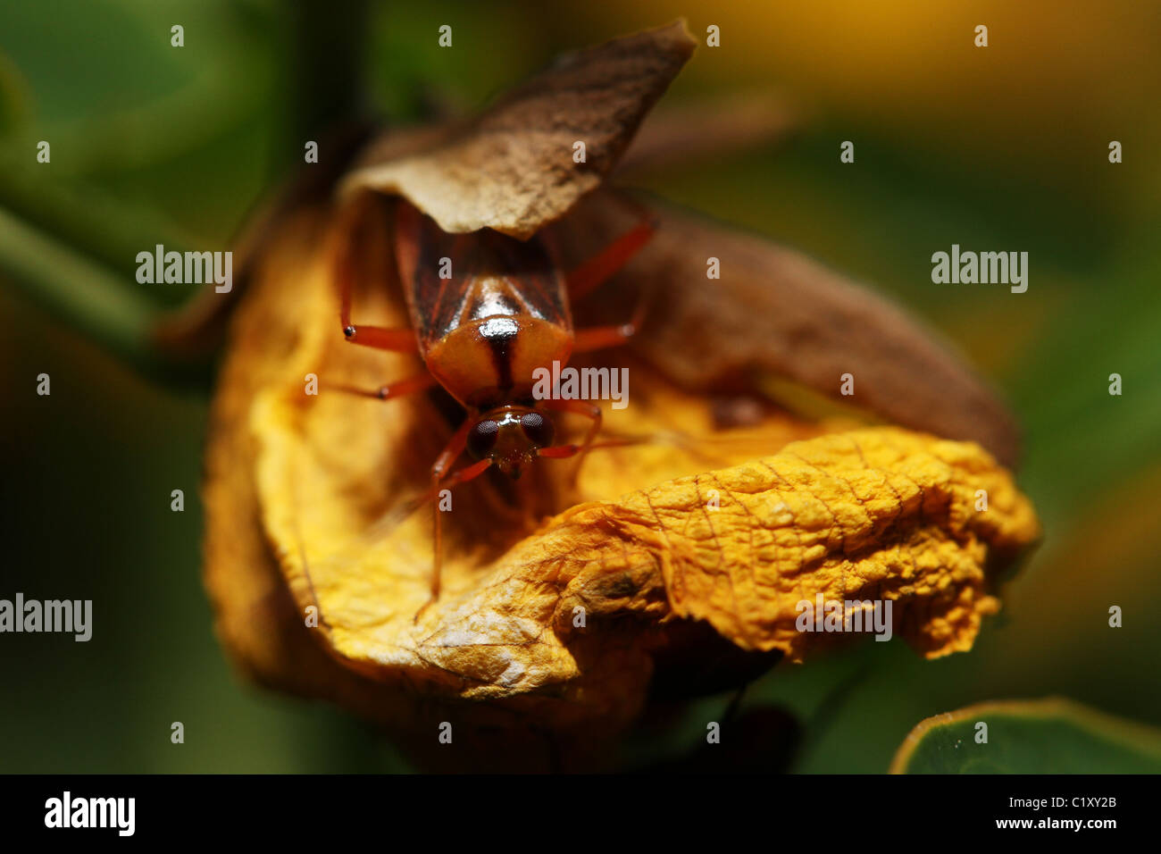 Mirid bug hi-res stock photography and images - Alamy