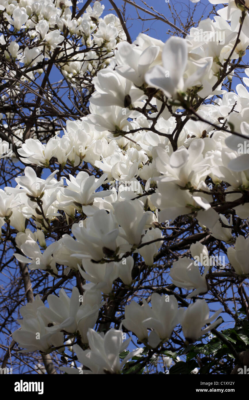 Magnolia trees in spring bloom, pictured in St Leonard's Terrace in ...