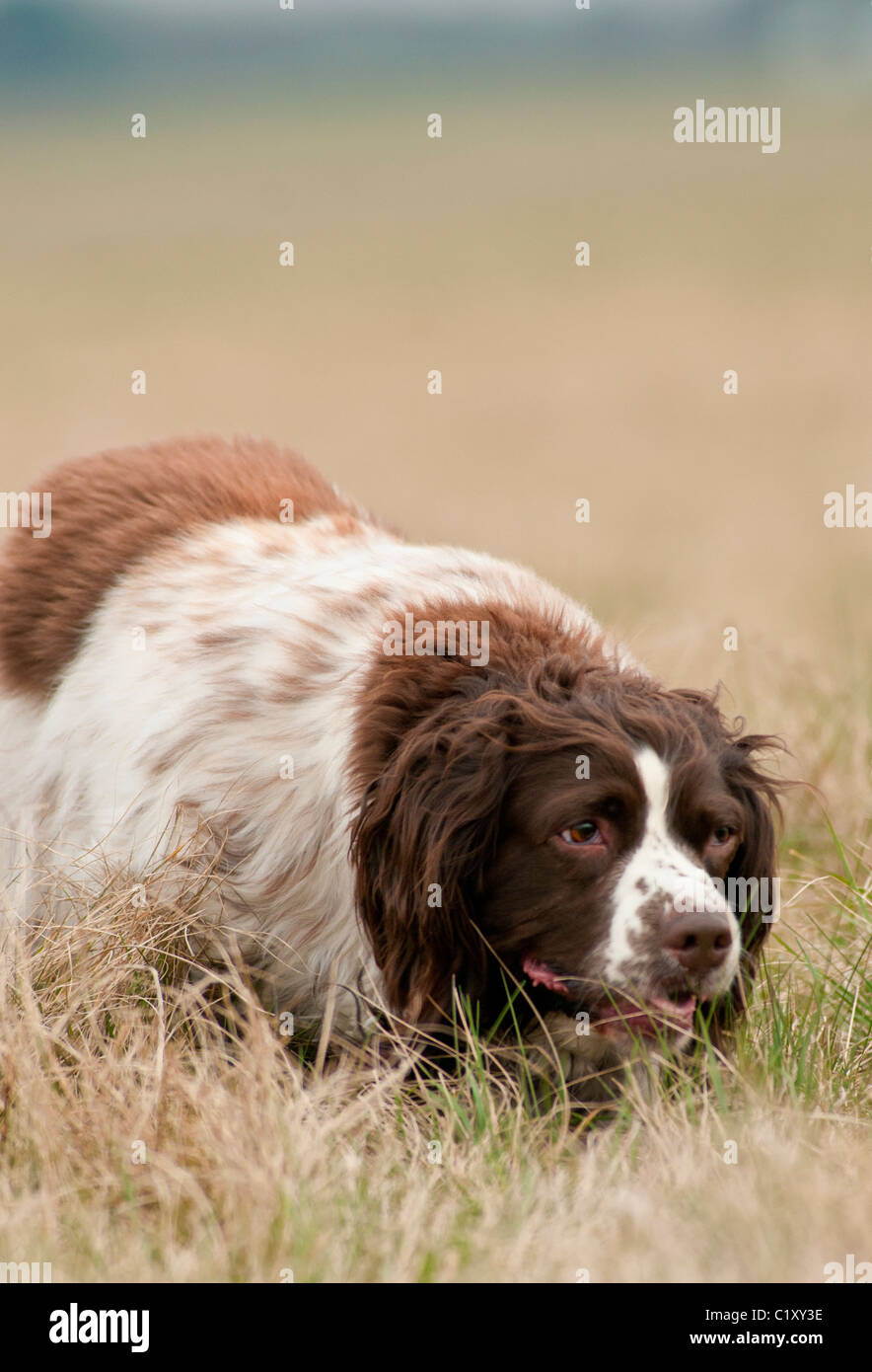 English Springer Spaniel, a working gun dog, out exercising, portrait ...