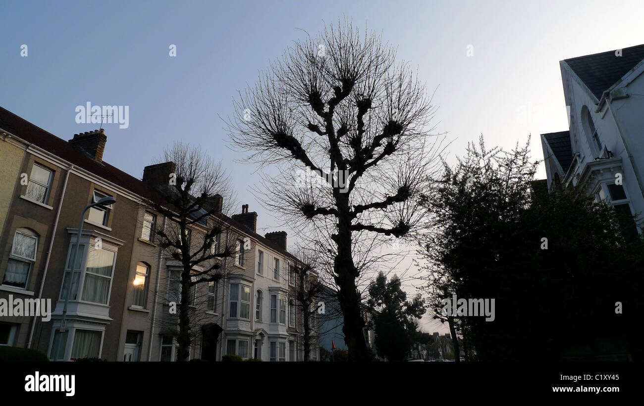 Pollarded lime tree hi-res stock photography and images - Alamy