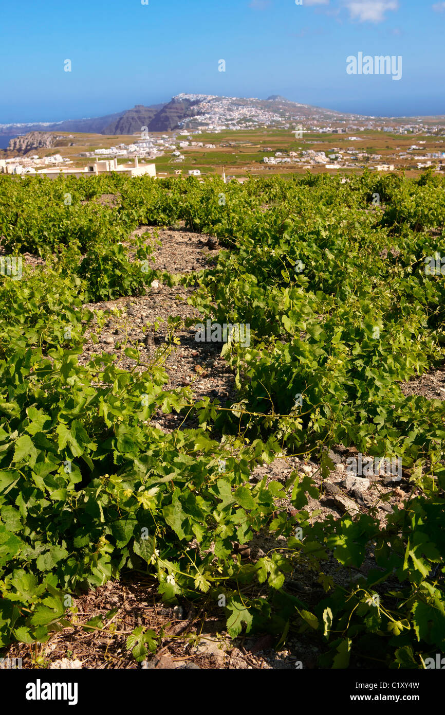 Low growing vines of Santorini, Greece Stock Photo - Alamy