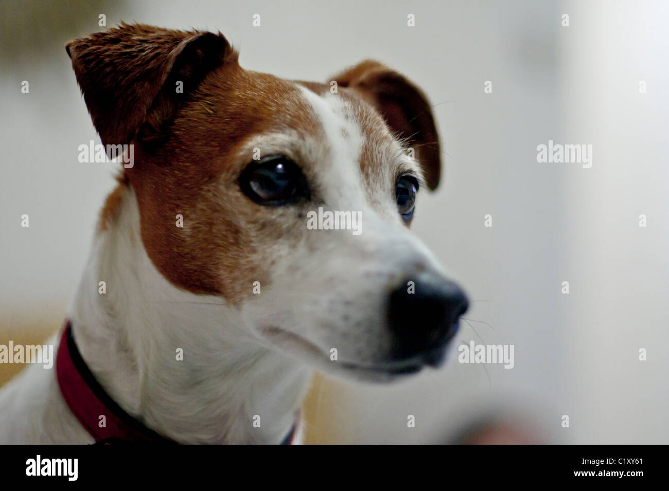 Jack russell head hi-res stock photography and images - Alamy