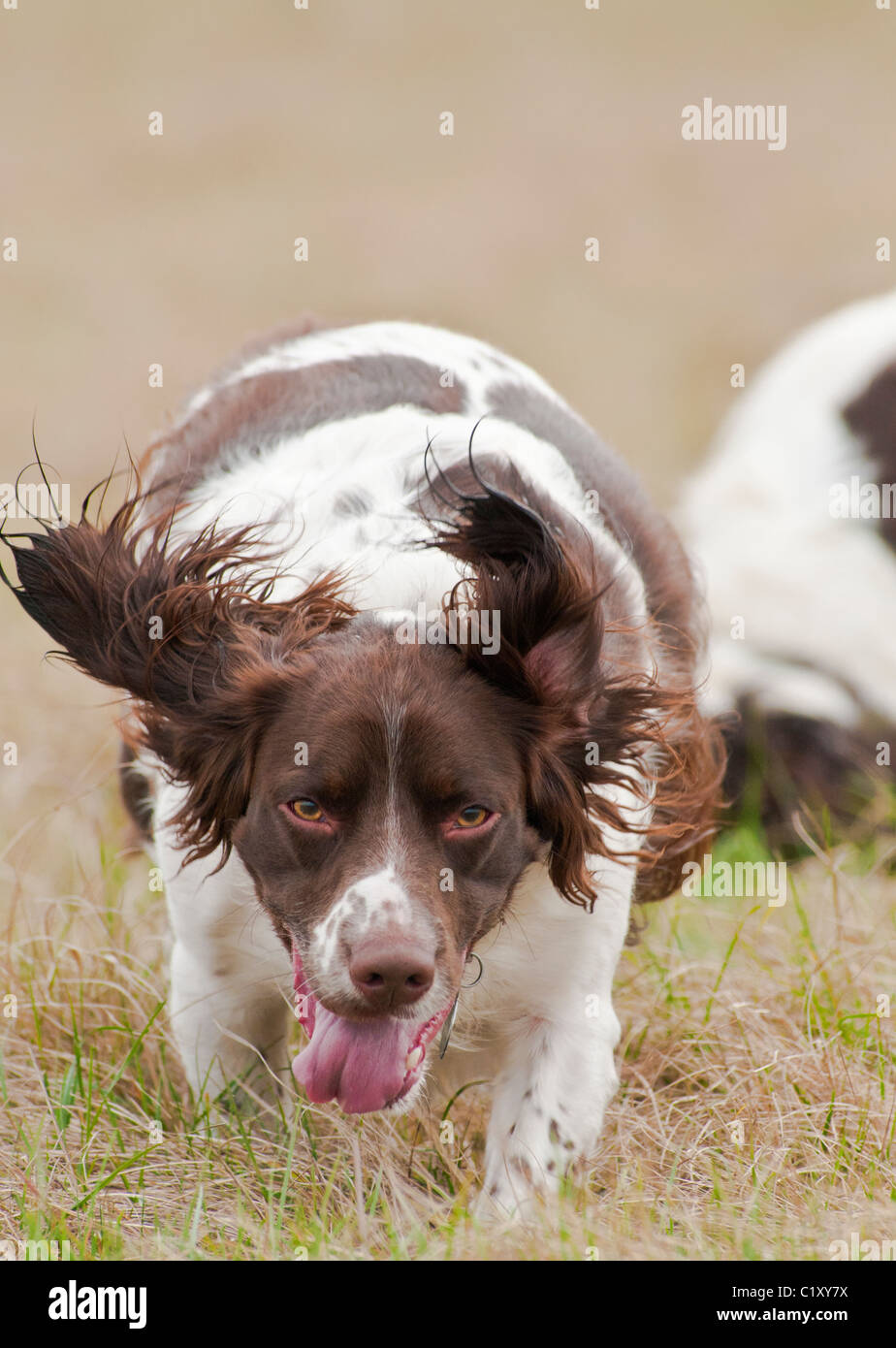 English springer spaniel running hi-res stock photography and images ...