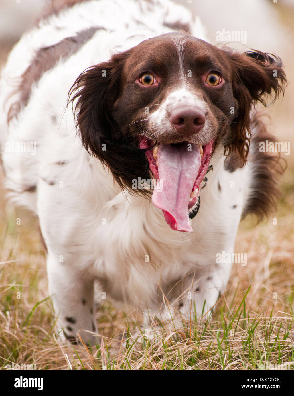 English Springer Spaniel, a working gun dog, out exercising, portrait ...