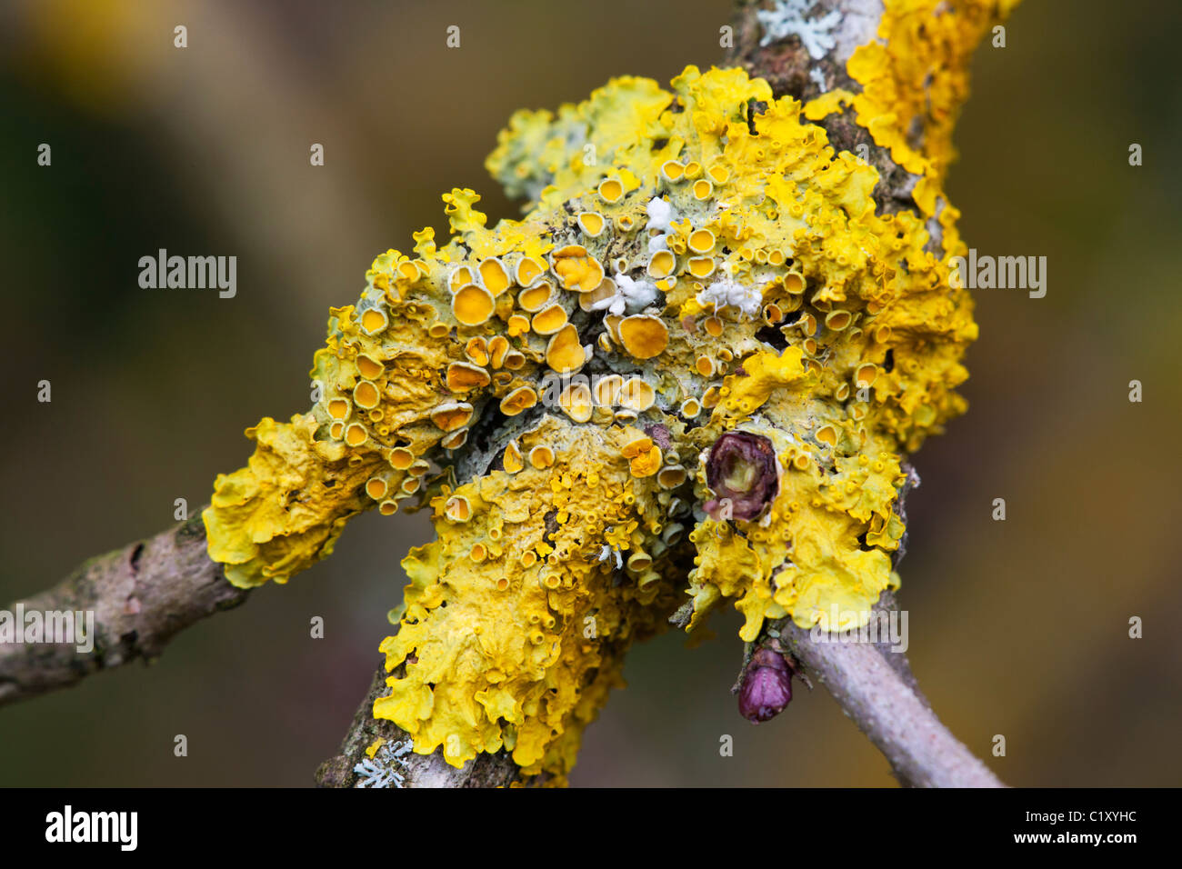 Lichen Xantharia parietina growing on an Elder tree Stock Photo - Alamy