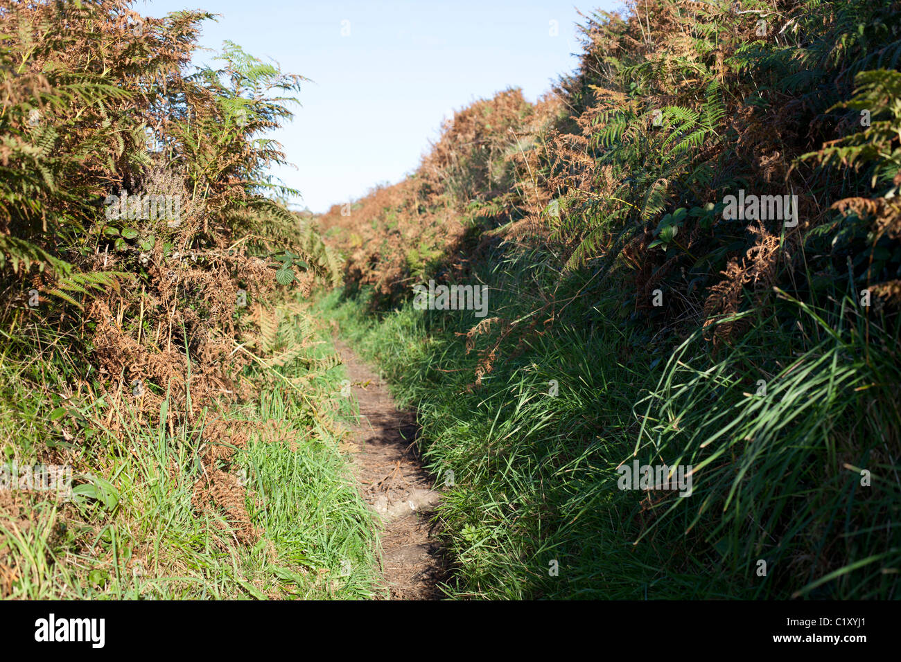 Footpath in Cornish countryside Stock Photo - Alamy