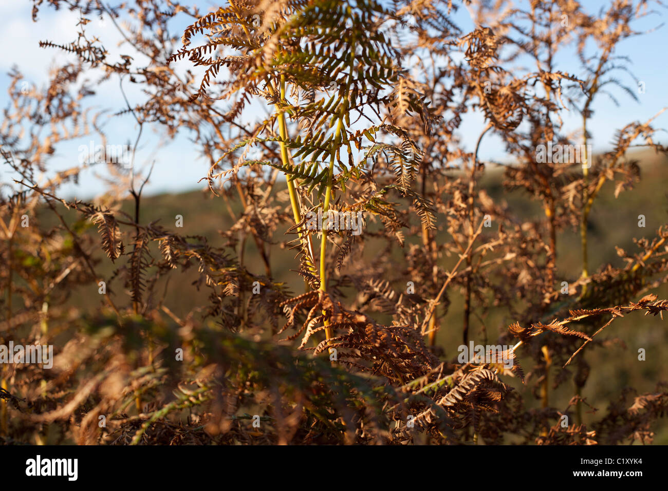 Ferns on Cornish coast path Stock Photo - Alamy