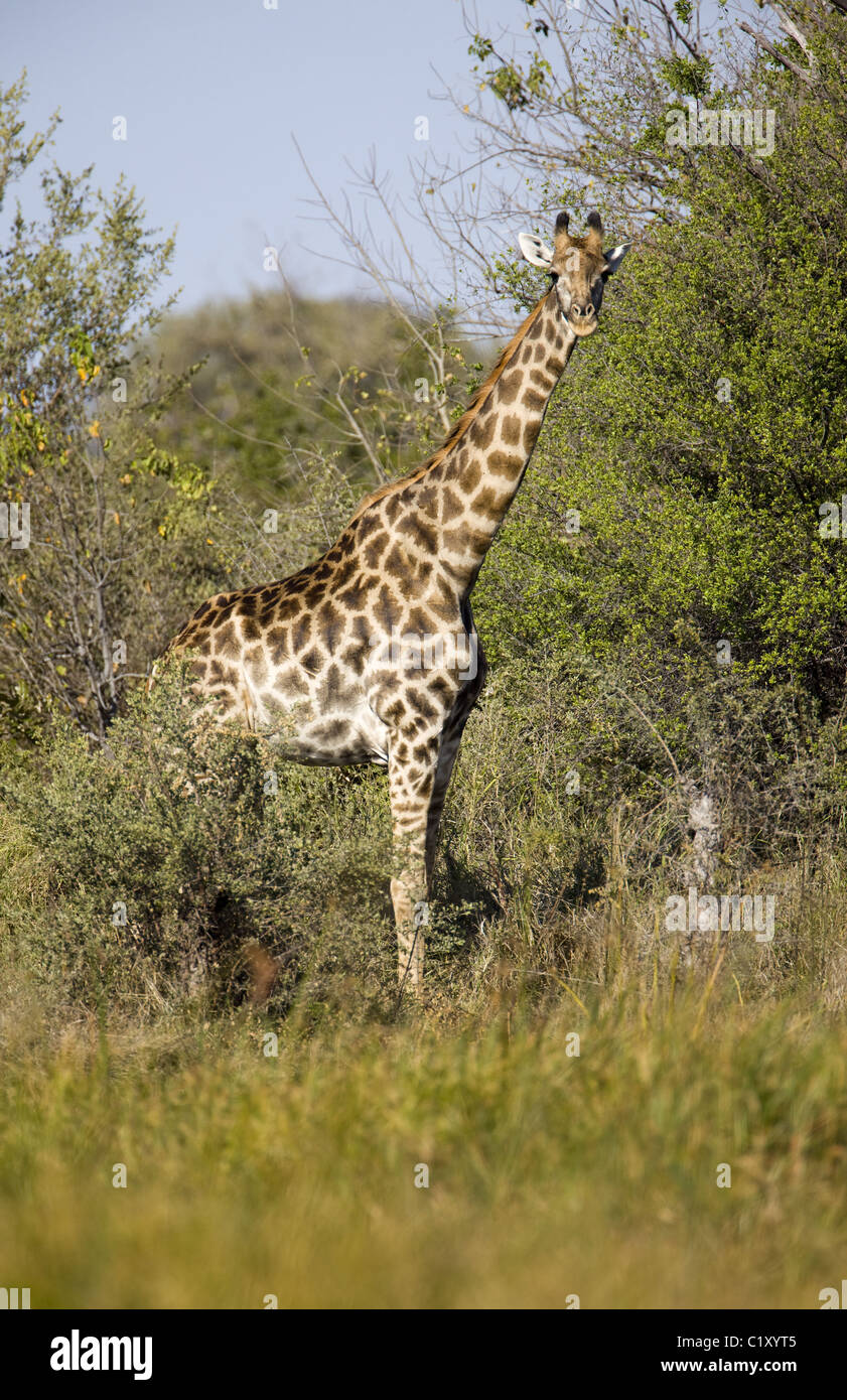 Elephant animals elephants giraffe giraffes hi-res stock photography ...