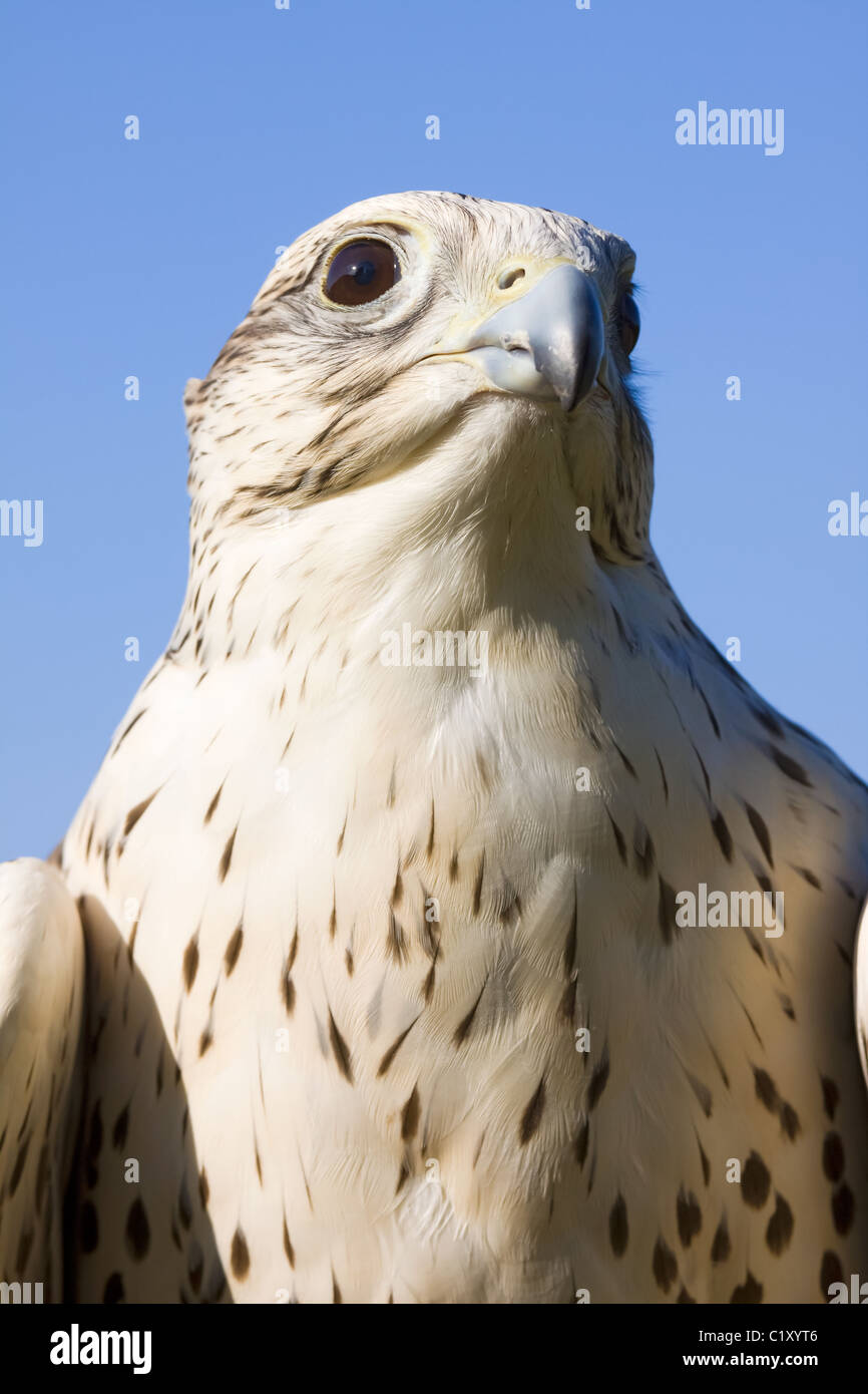 Gyr falcon hi-res stock photography and images - Alamy