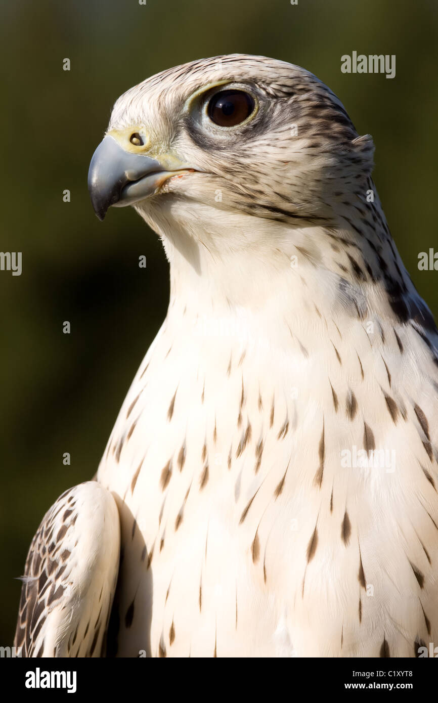 Gyrs hi-res stock photography and images - Alamy