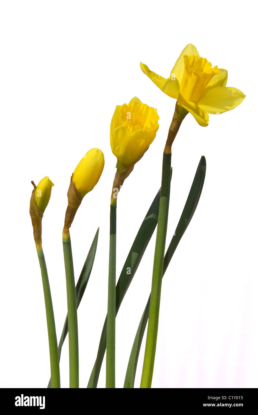 The different stages of growth of a Daffodil flower Stock Photo - Alamy