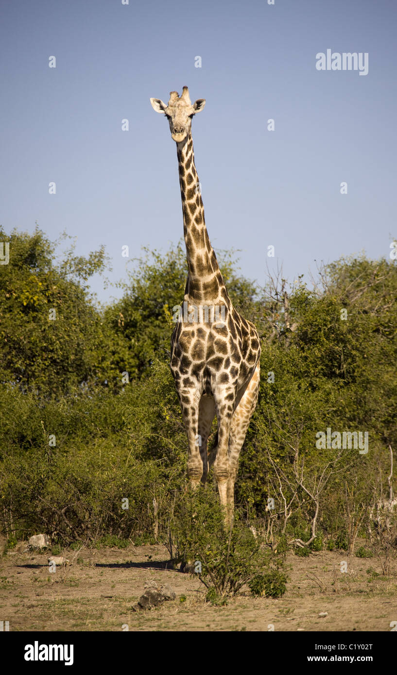 Elephant animals elephants giraffe giraffes hi-res stock photography ...